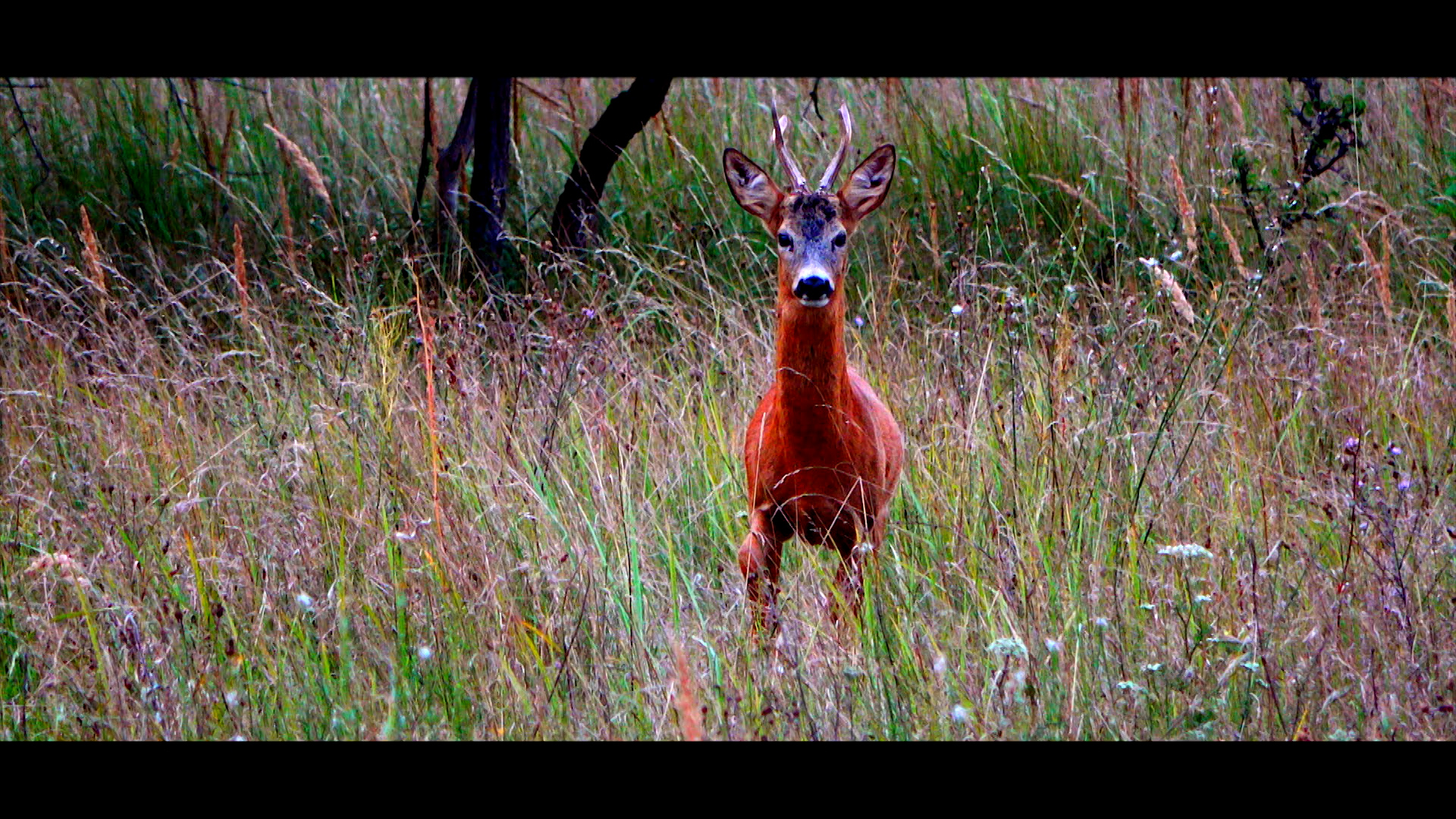 Péter Pál Halmi - Stal jsem se svobodným mužem lesa - The Fishing and ...