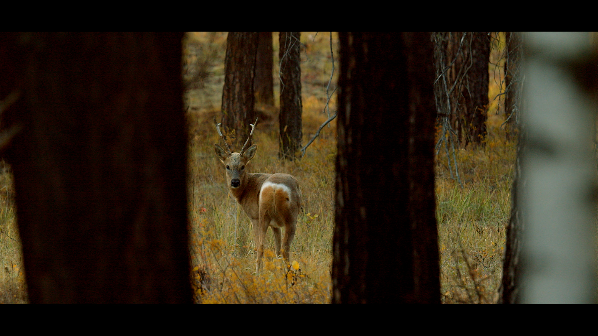 Péter Pál Halmi - Tam, kde sa čas zastavil - The Fishing and Hunting ...