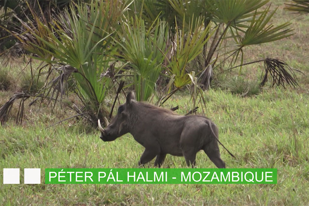 Halmi Péter Pál – Mozambique - The Fishing and Hunting Channel