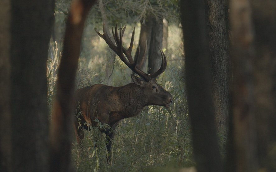 Halmi Péter Pál - The Fishing and Hunting Channel