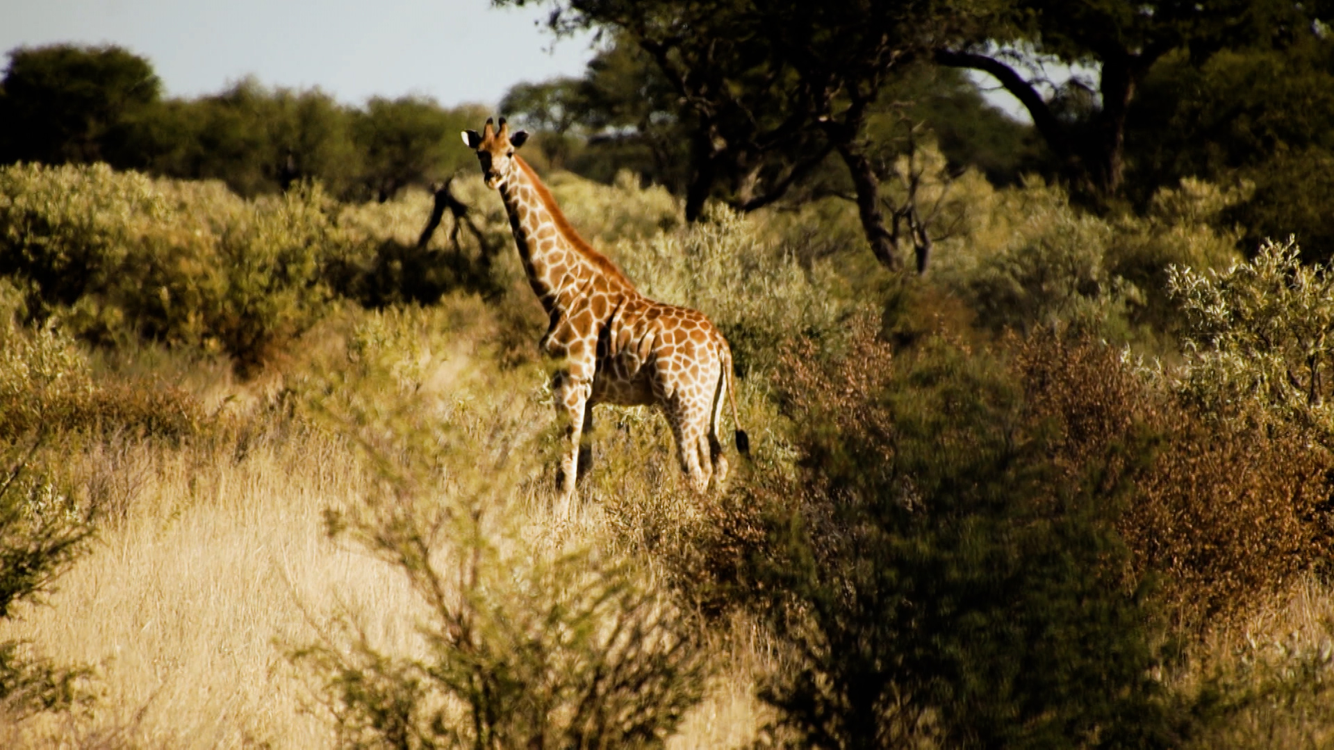 Hajba Balázs - Először Afrika ege alatt 1. rész - The Fishing and ...