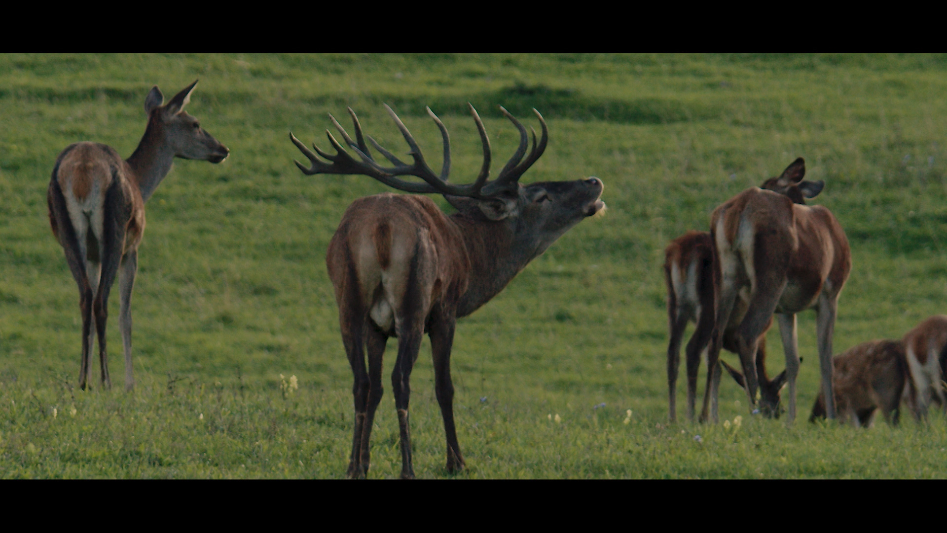 Balázs Hajba - Poľovnícke Vianoce na Slovensku - The Fishing and ...